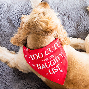 Holiday Retail – Wags & Walks
